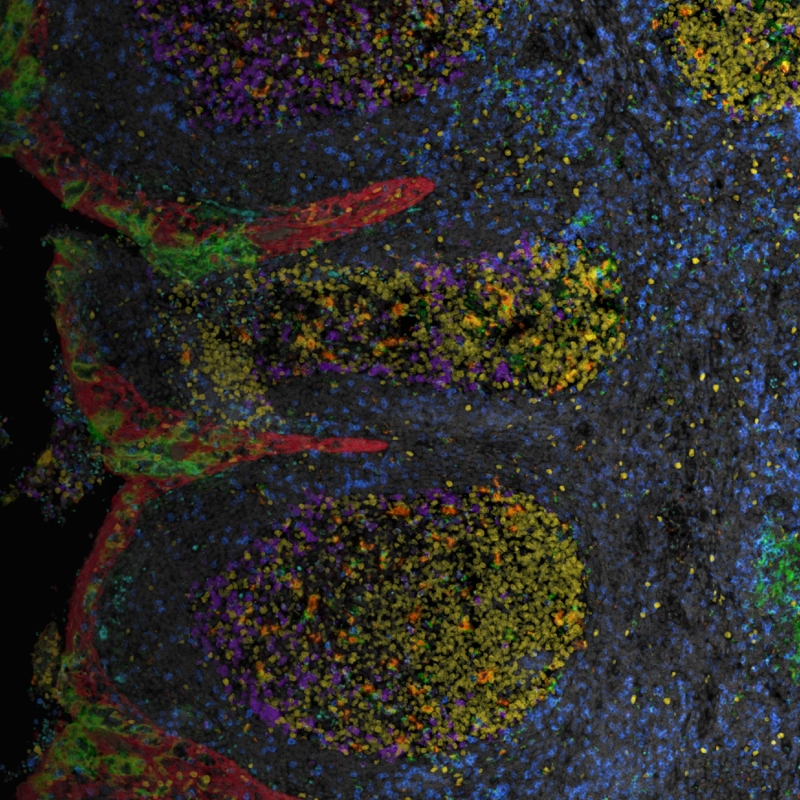 Antibody Science and Innovation