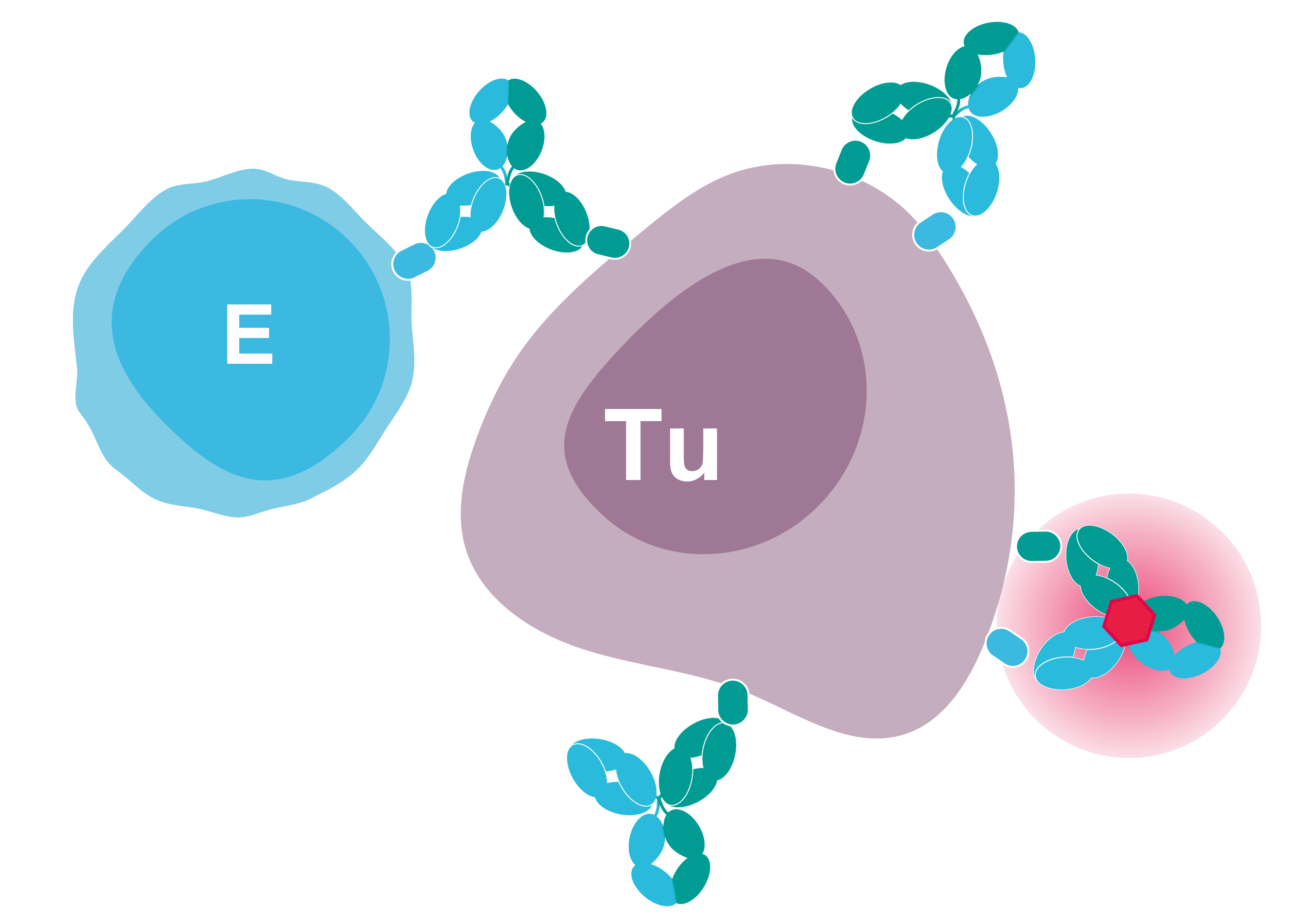 DuoBody® | Biotechnology Platform | Genmab