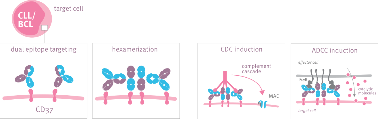 DuoHexaBody®| Genmab