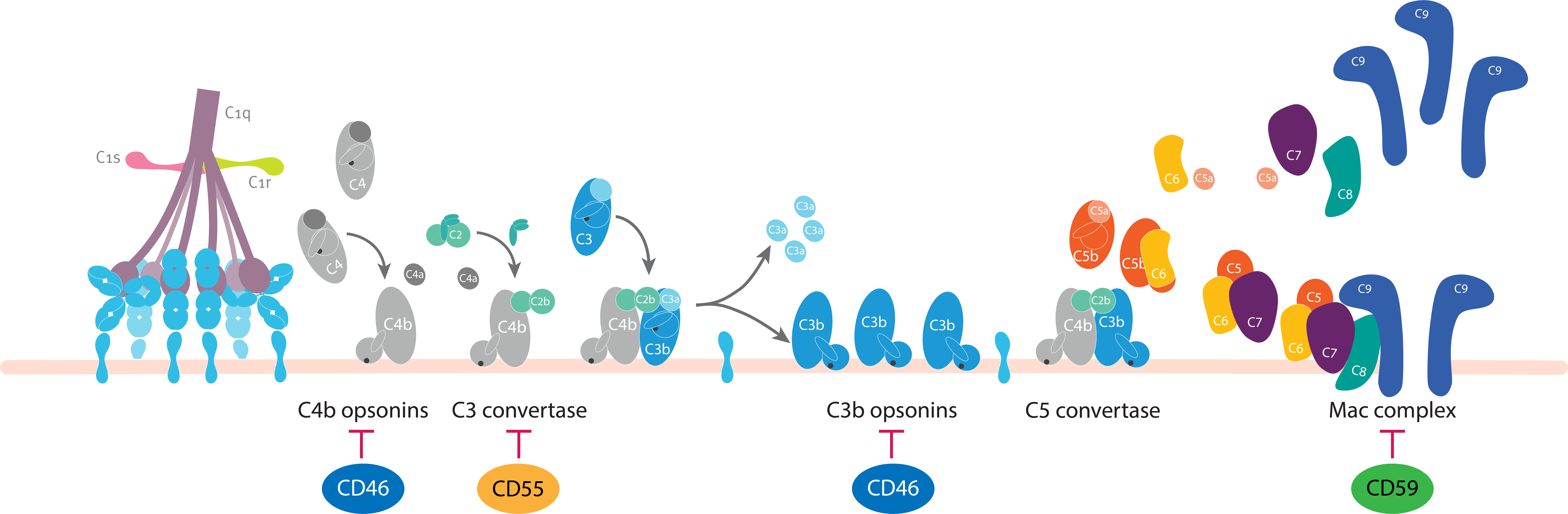 Unlocking the Power of the Immune Complement System to Advance Cancer Therapies